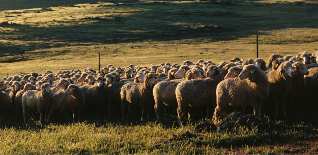 The Sheep – Genuine Merino